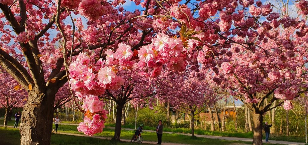 Bilder der vollen Blüte | Kirschblüte in Teltow – Berlin & Teltow