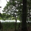 Krumme Lanke – See im Herzen der Grunewaldseenkette – Berlin & Teltow